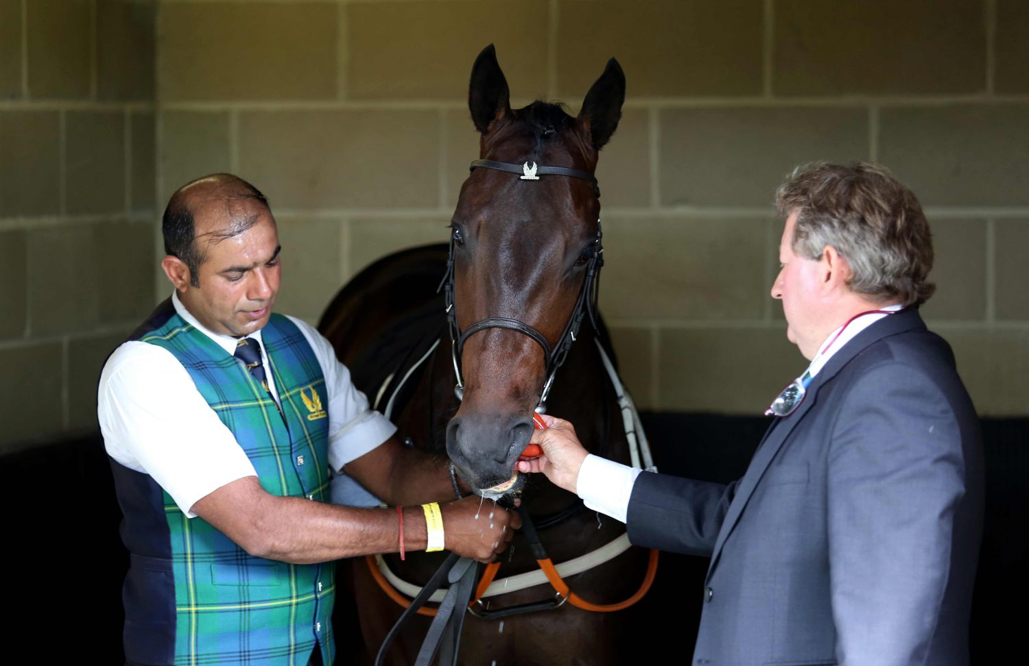 How to Prepare a Racehorse to Race (part 2) - Careers in Racing