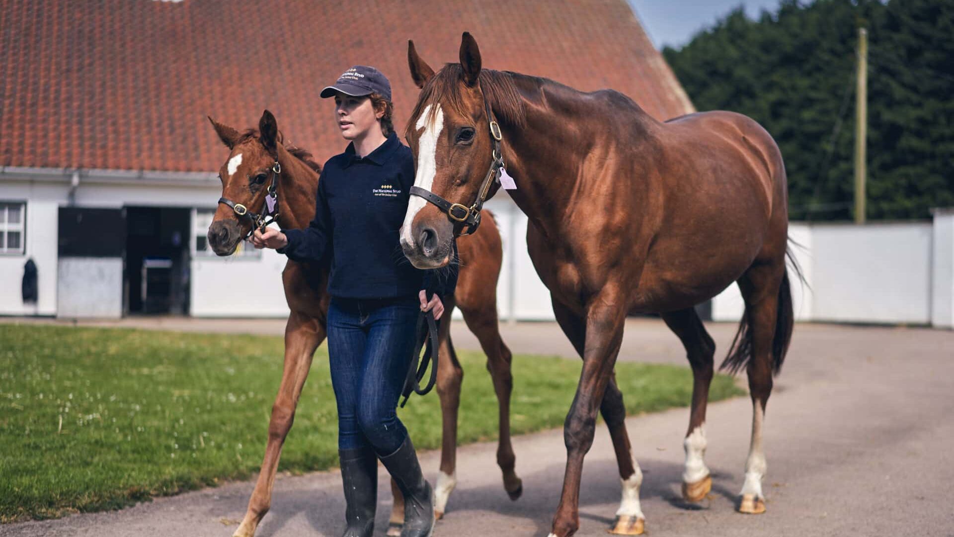 Level 1 Diploma in work based Thoroughbred Care - Careers in Racing