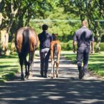 National Horseracing College - Careers in Racing