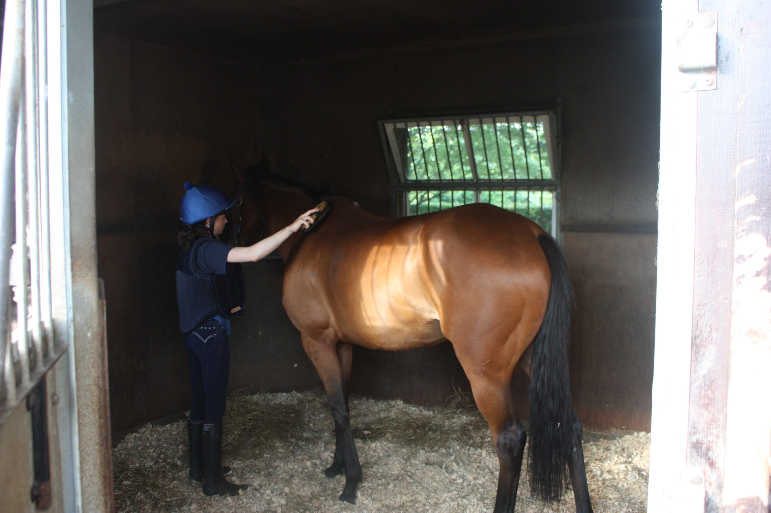 Horse Care - Careers in Racing