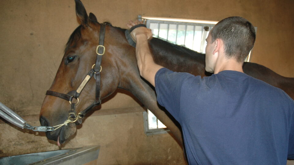 Yard Person - Careers in Racing