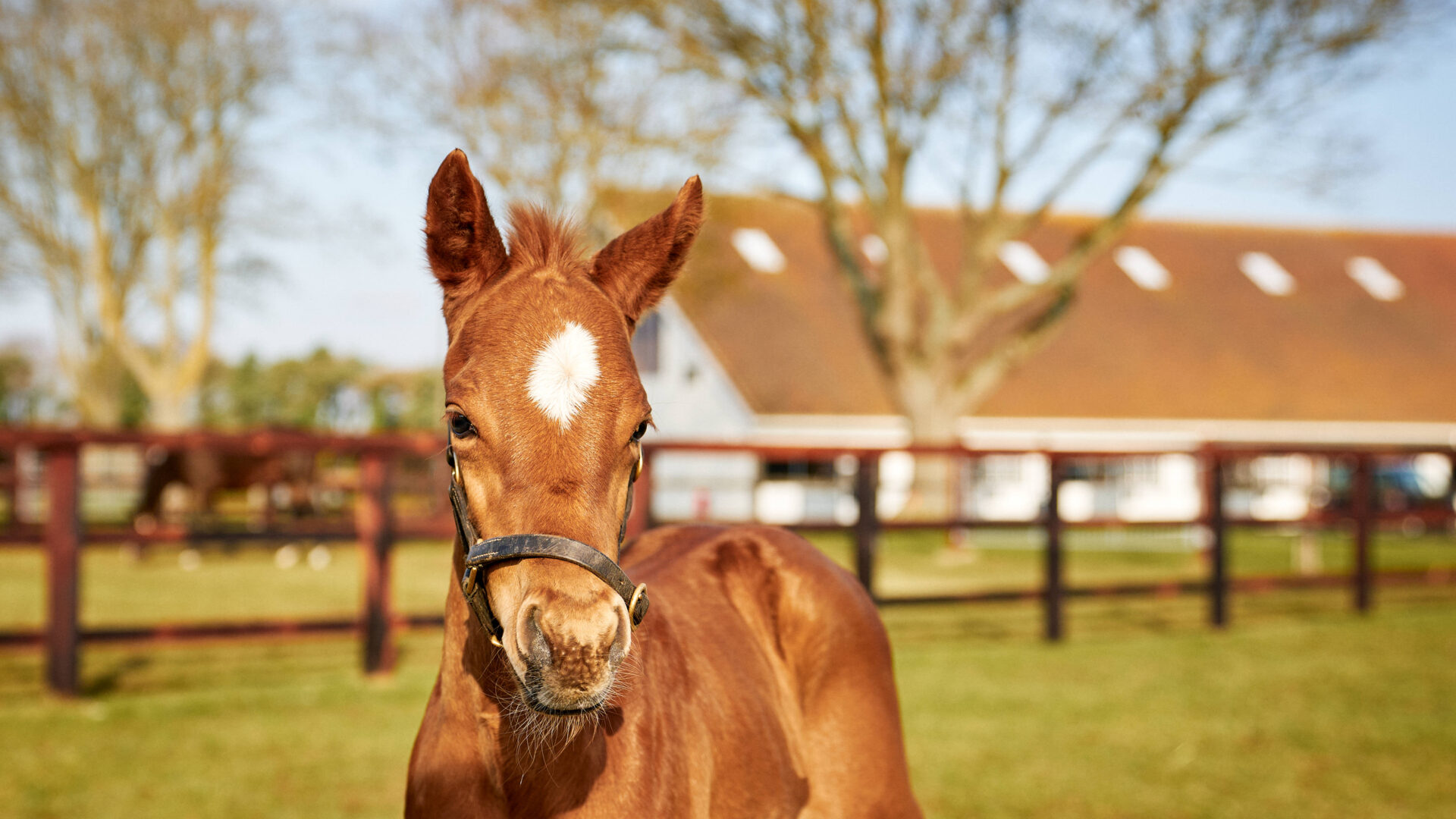 Short Foaling Course - Careers in Racing